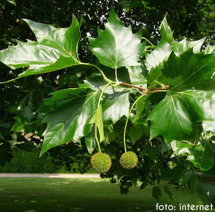 PLATAN KLONOLISTNY P9 - - rośliny ozdobne liściaste drzewa ozdobne ...
