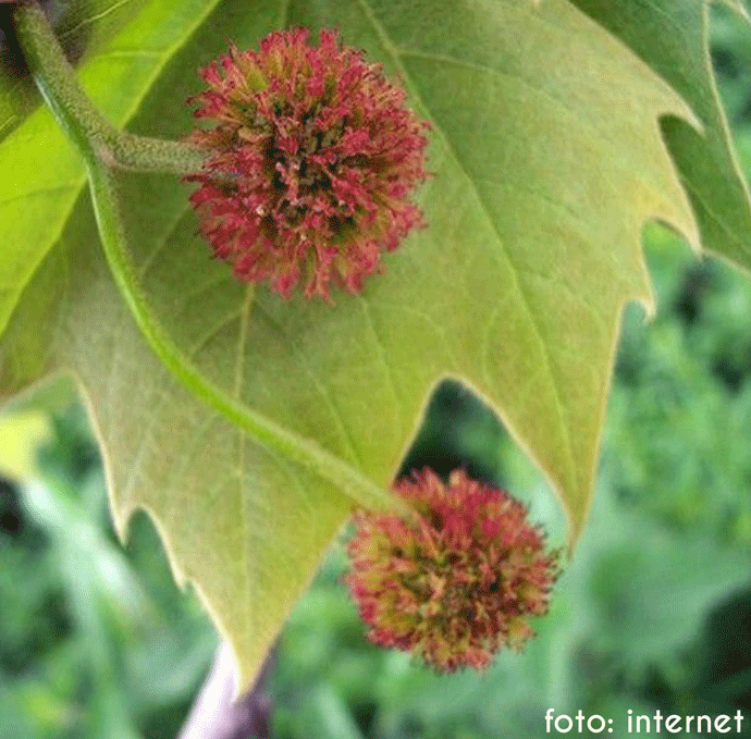 PLATAN KLONOLISTNY P9 - - rośliny ozdobne liściaste drzewa ozdobne ...