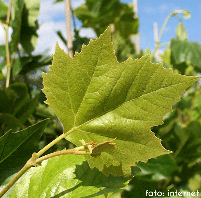 PLATAN KLONOLISTNY P9 - - rośliny ozdobne liściaste drzewa ozdobne ...